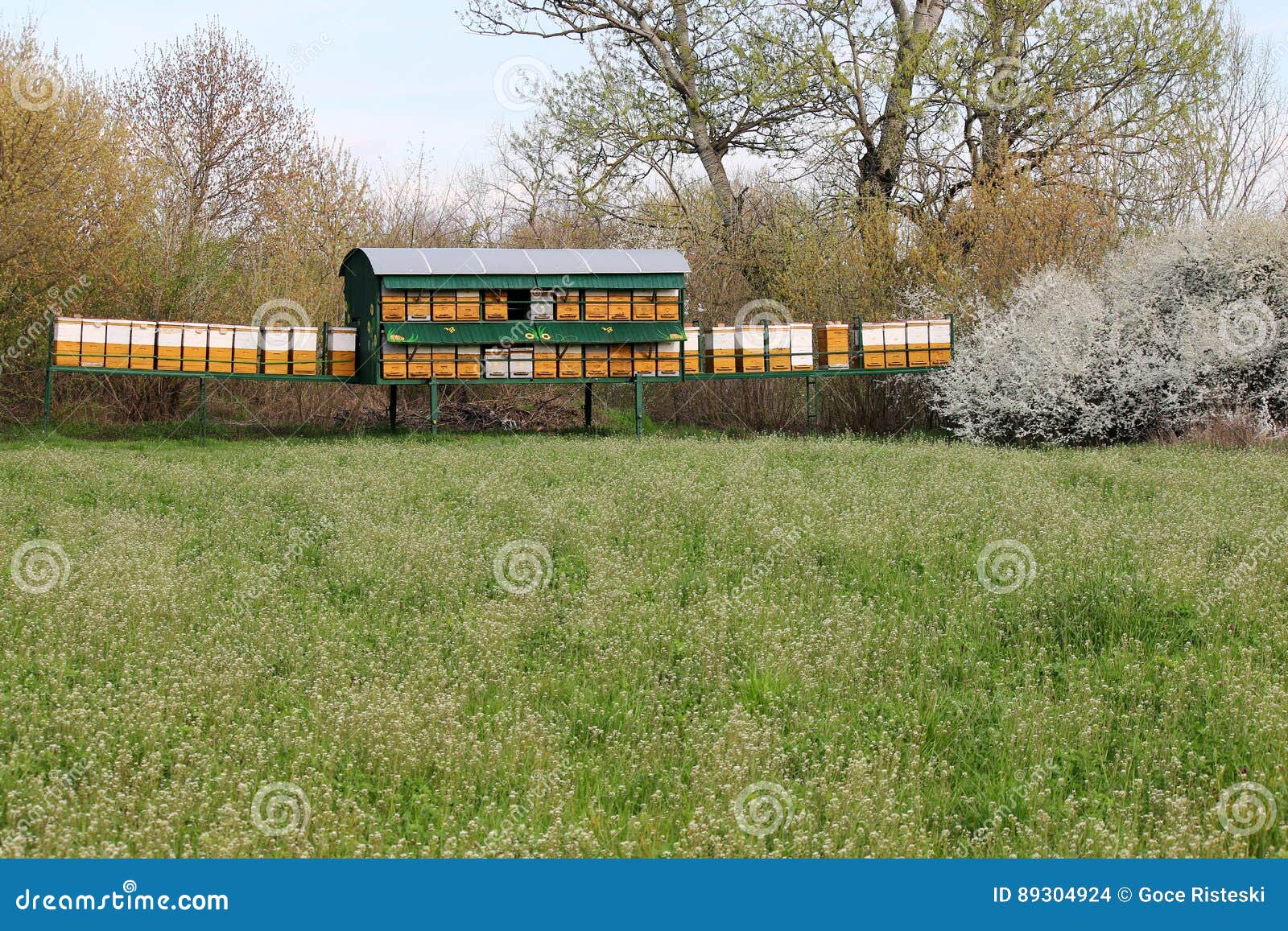 A Row Of Bee Hives In A Field. The Beekeeper In The Field Of Flowers ...