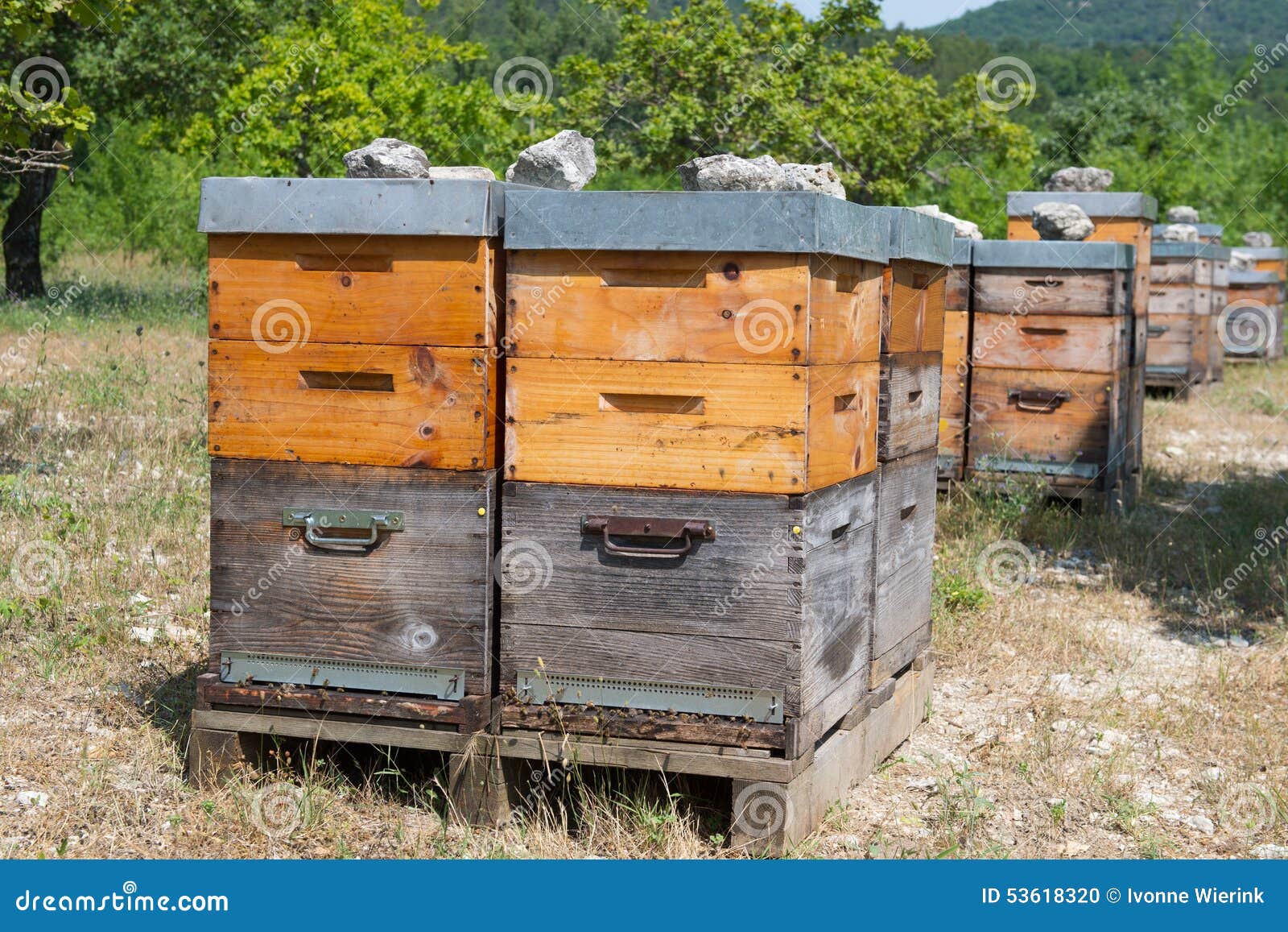 Bee hives in orchard stock photo. Image of hives, outdoor - 53618320