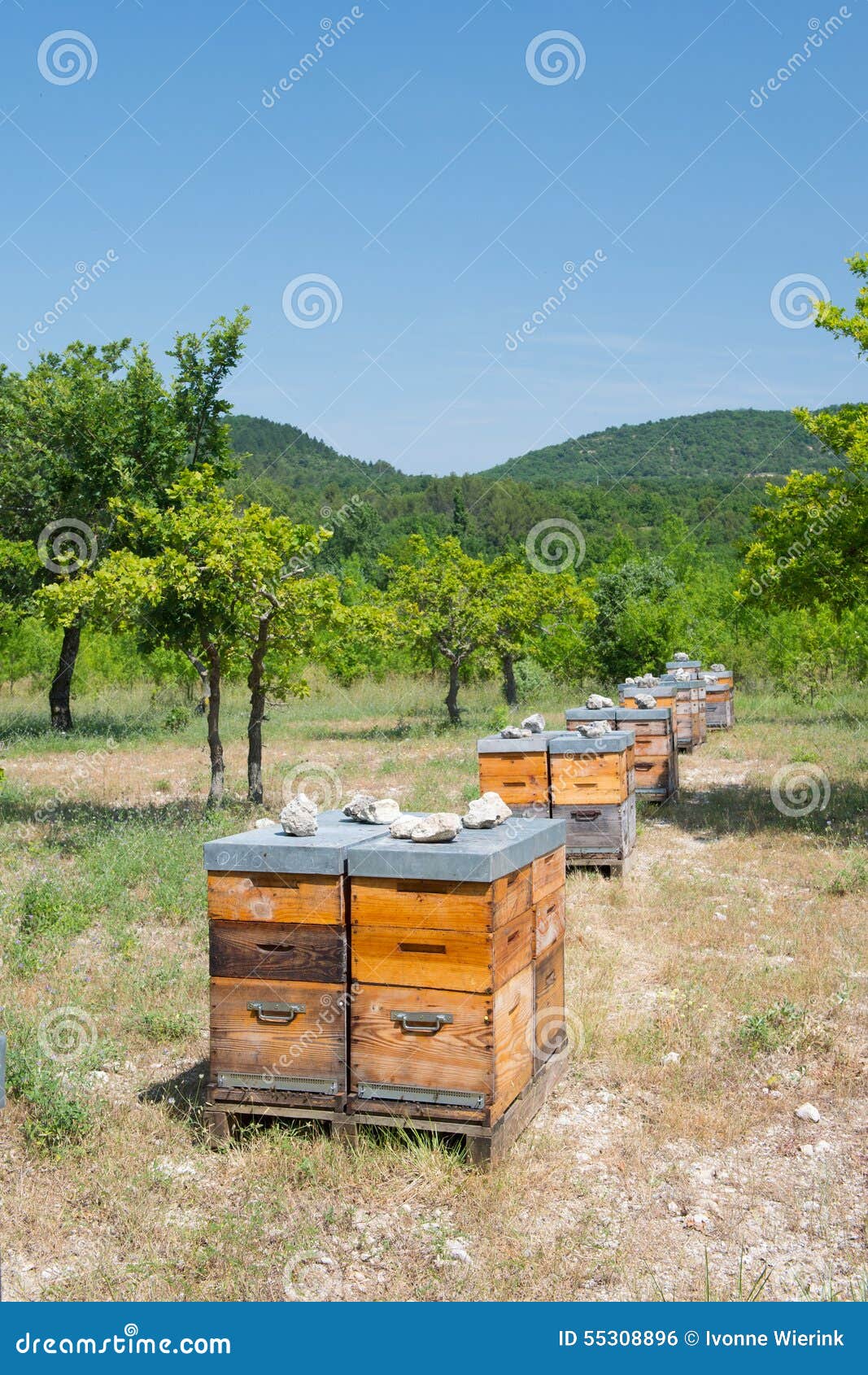 Bee hives in orchard stock photo. Image of nature, outdoor - 55308896