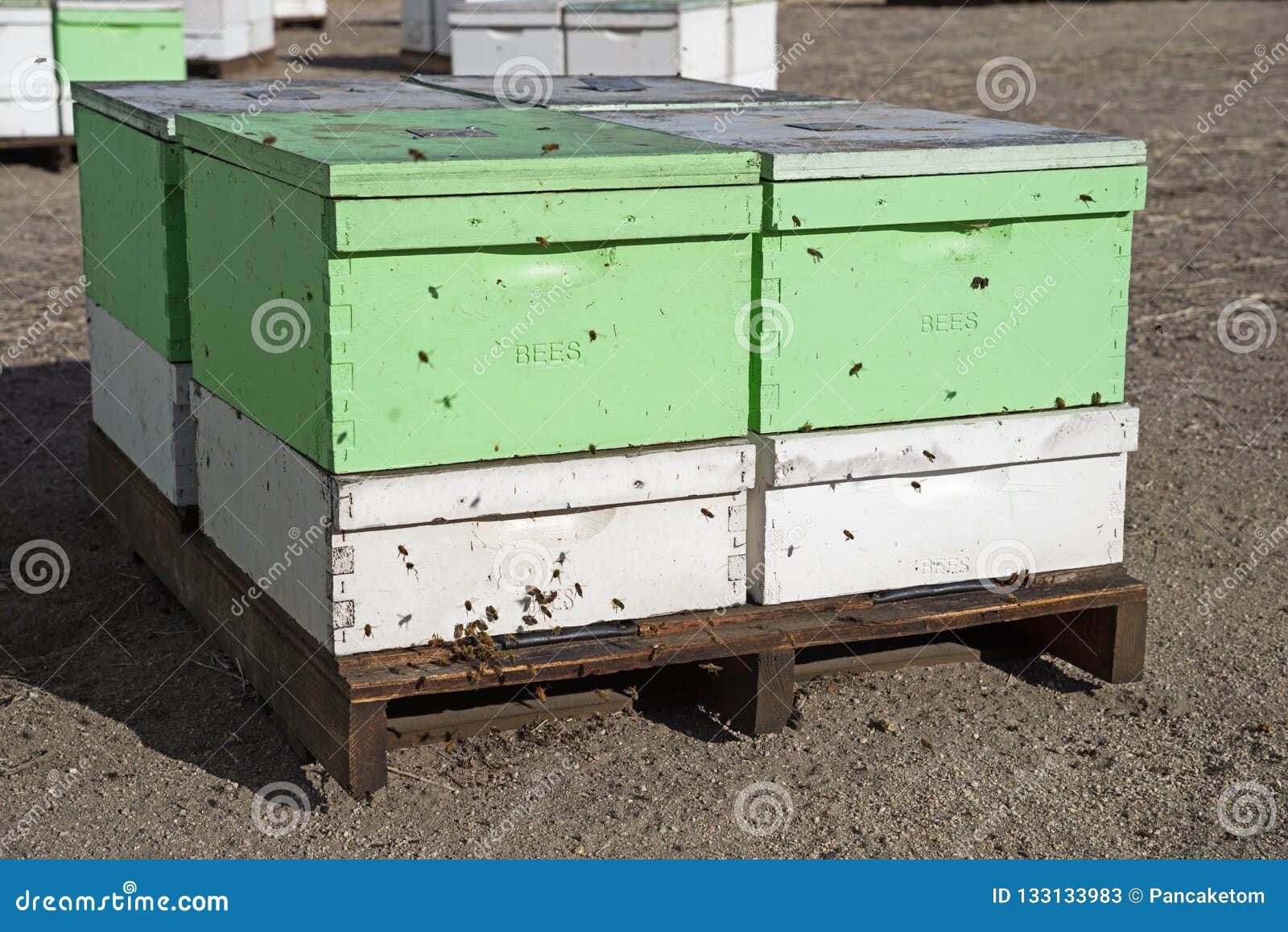 Bee Hives stock image. Image of white, pallet, outside - 133133983