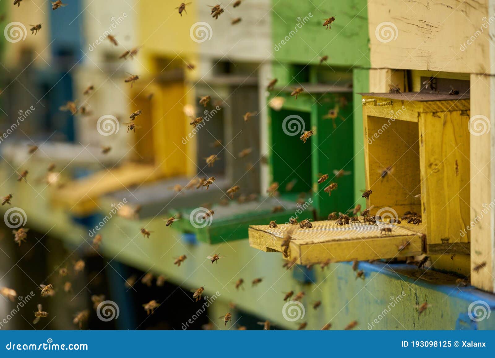 Bee Hives in Production Mode Stock Image - Image of bees, farm: 193098125