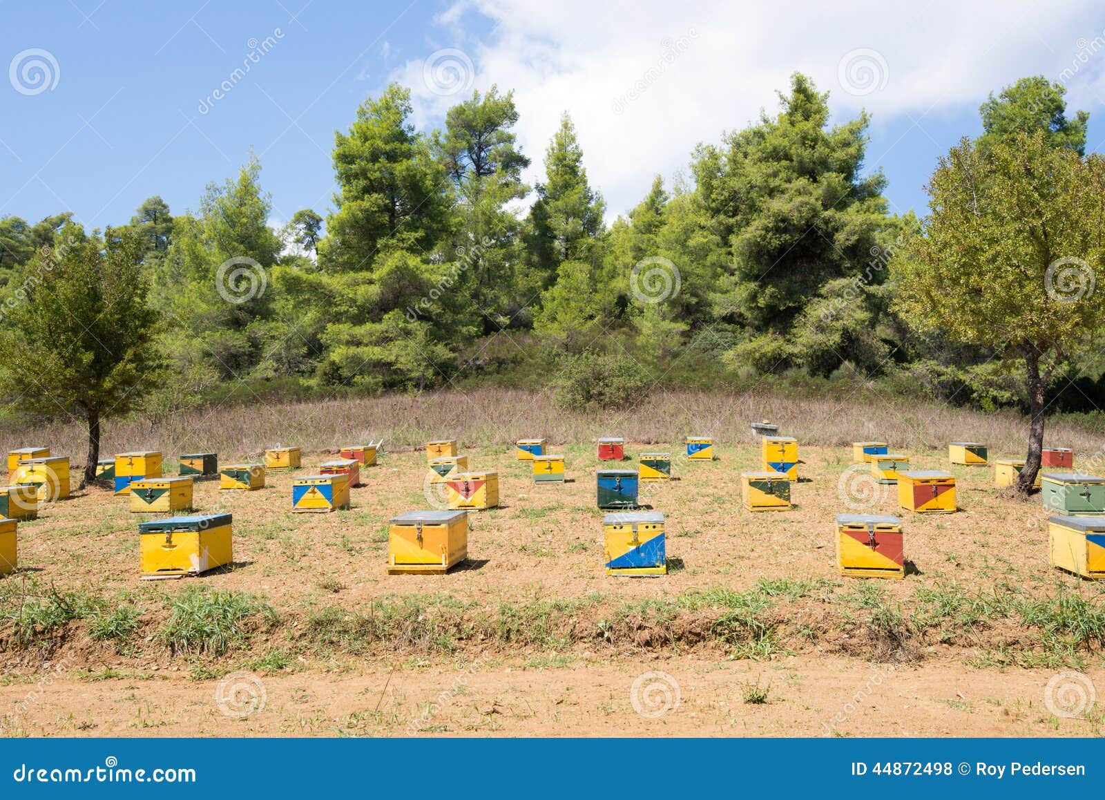 Bee Hives stock photo. Image of pollinate, pollen, vibrant - 44872498
