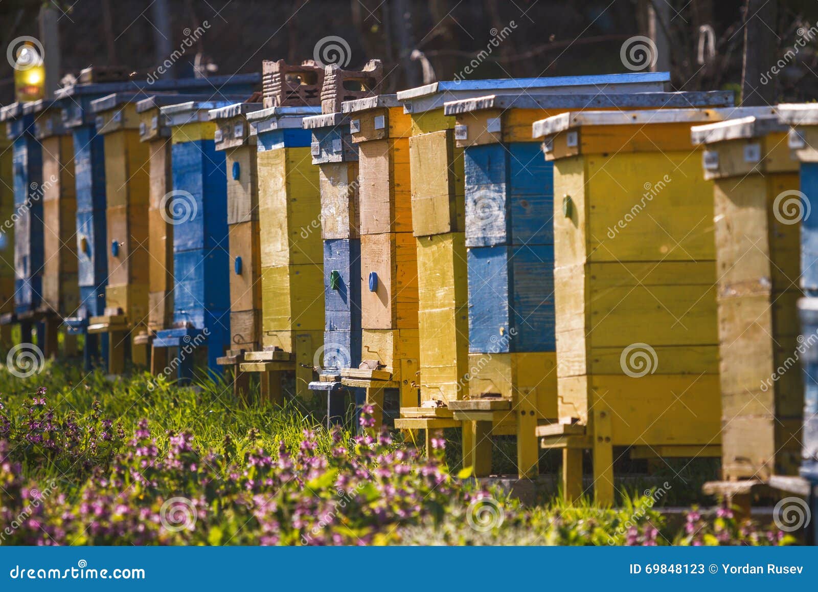 Bee hives on spring garden stock image. Image of hive - 69848123