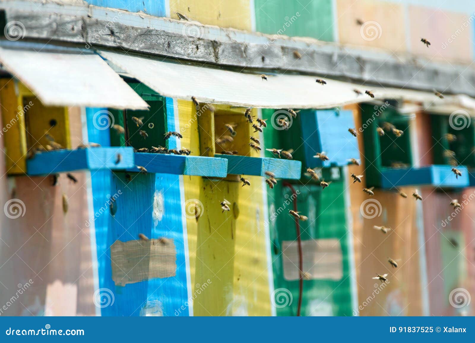Bee hives in a truck stock image. Image of keeping, green - 91837525