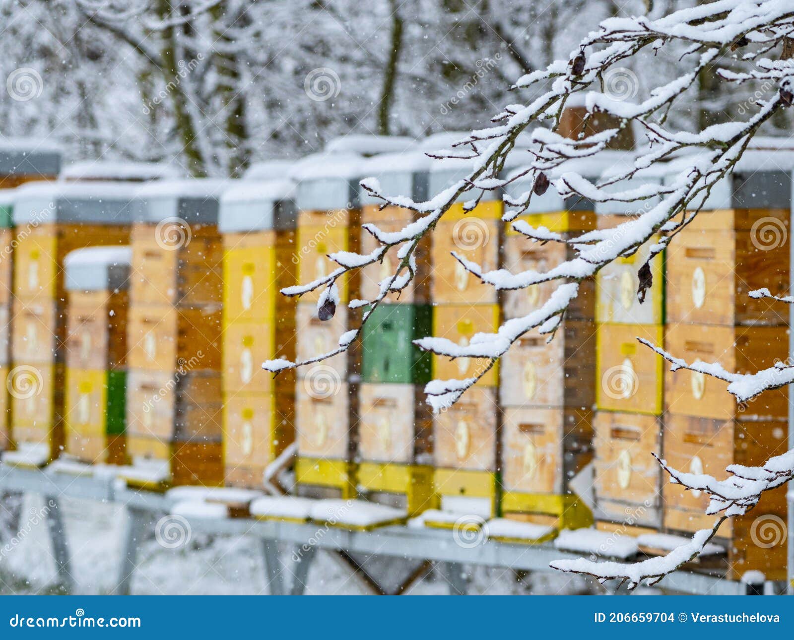 Bee Hives in Winter Time - Hives in Snow Stock Photo - Image of colony ...