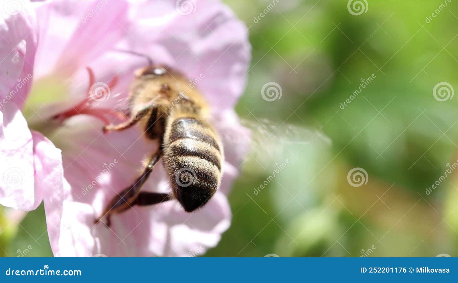 The Bee Holding To the Flower and Flaps Its Wings Stock Footage - Video ...