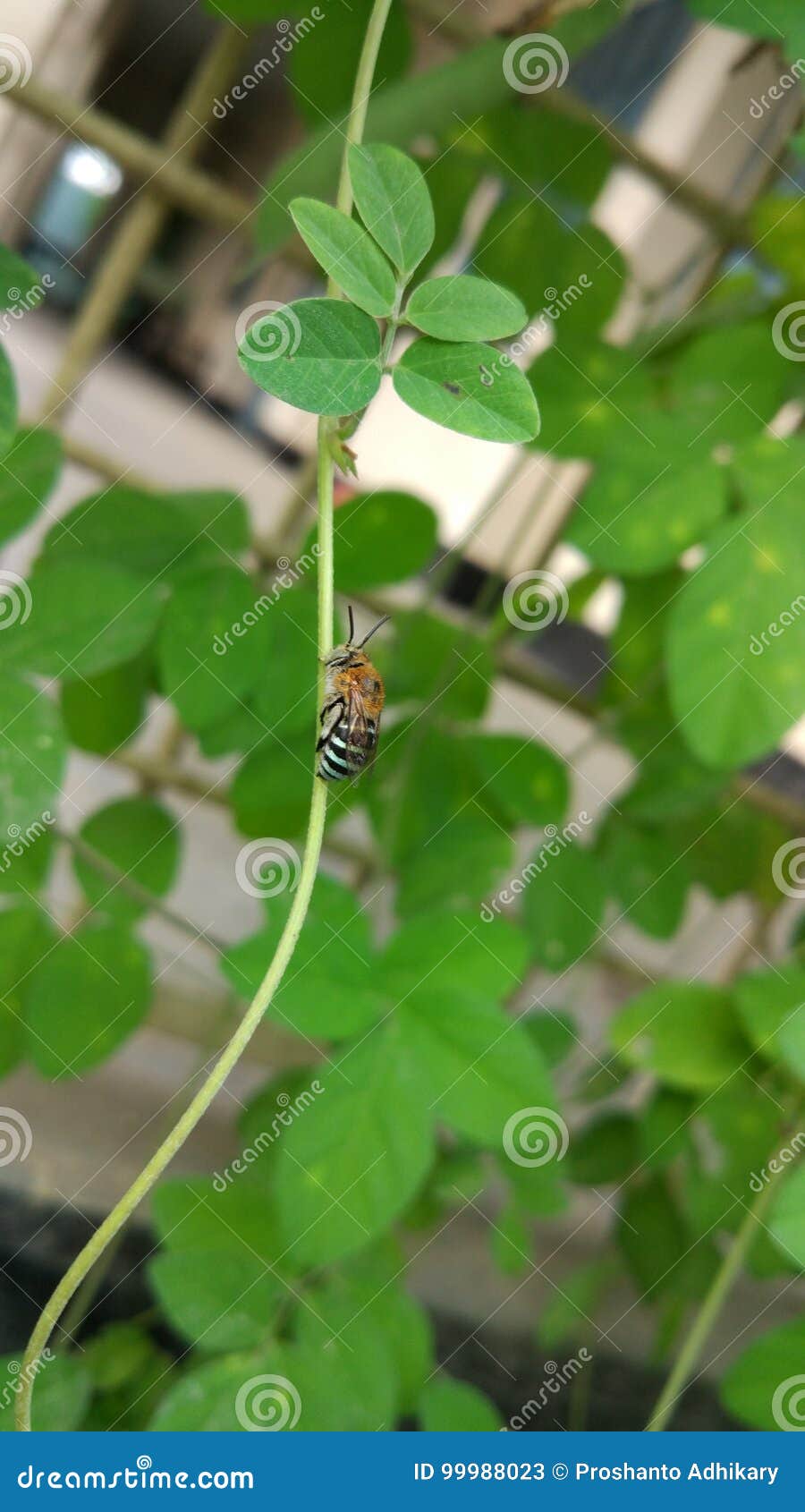 Aparajita Tree Photos - Free & Royalty-Free Stock Photos from Dreamstime