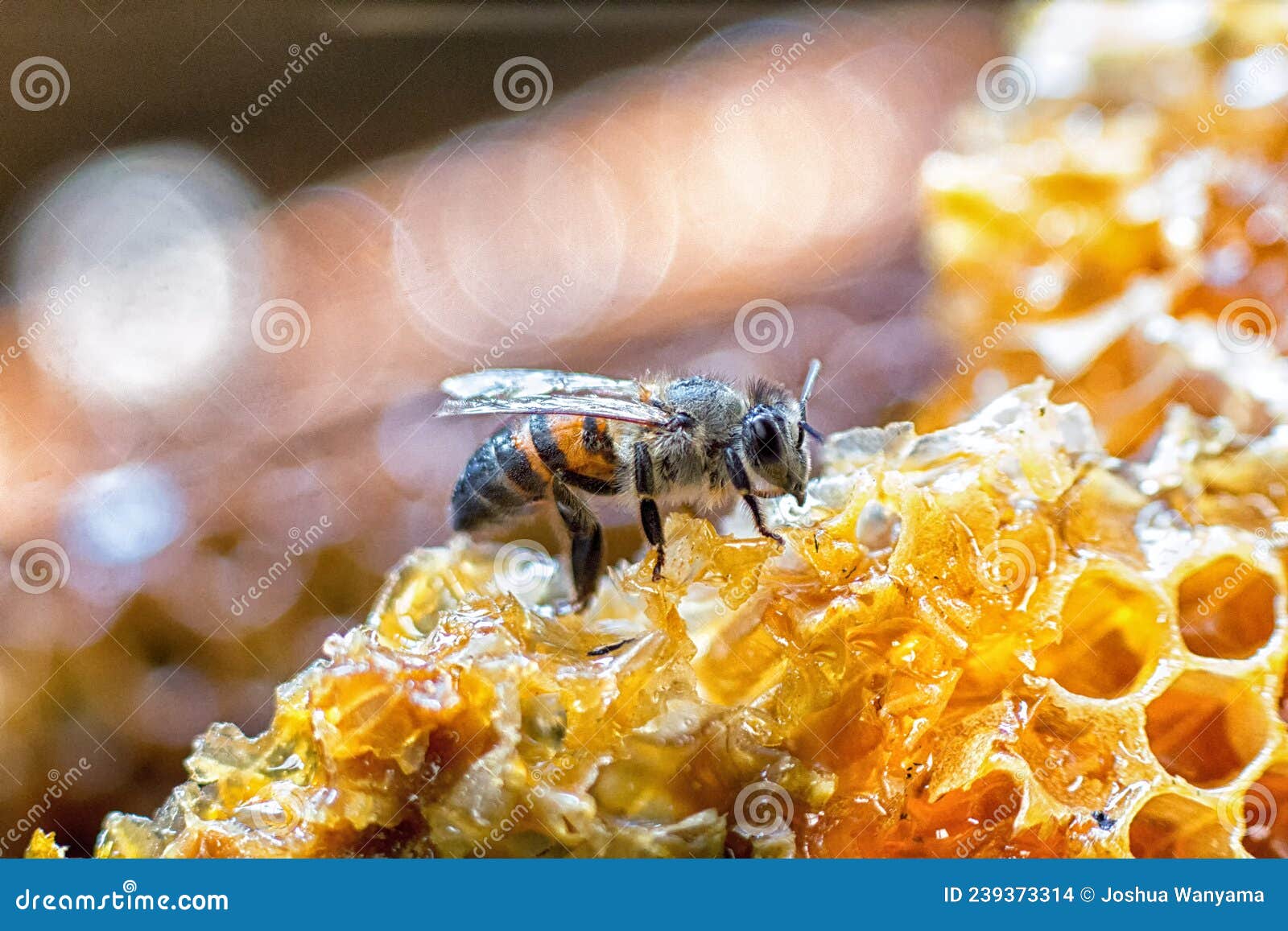 Bee on an honey comb stock photo. Image of apiculture - 239373314