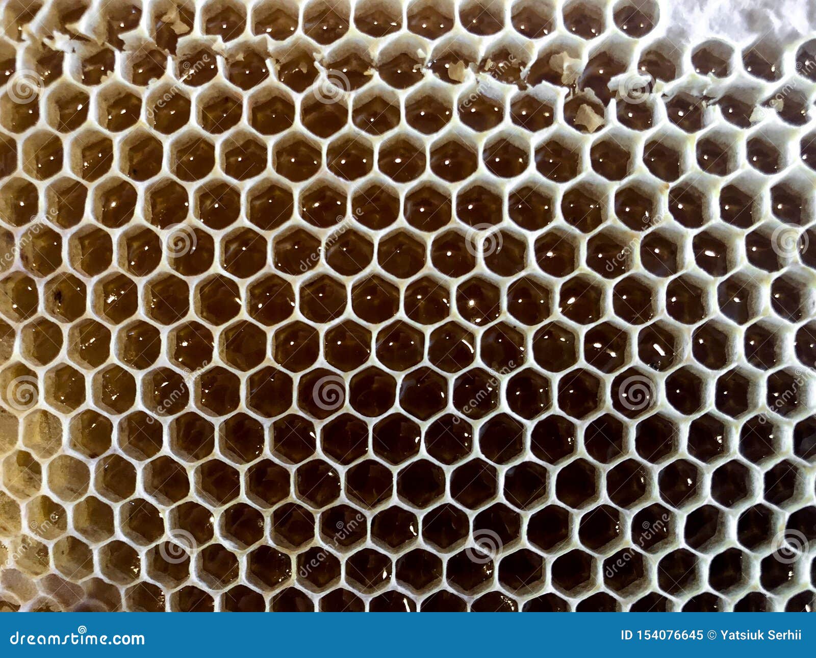Bee honey comb. stock image. Image of beehive, animal - 154076645