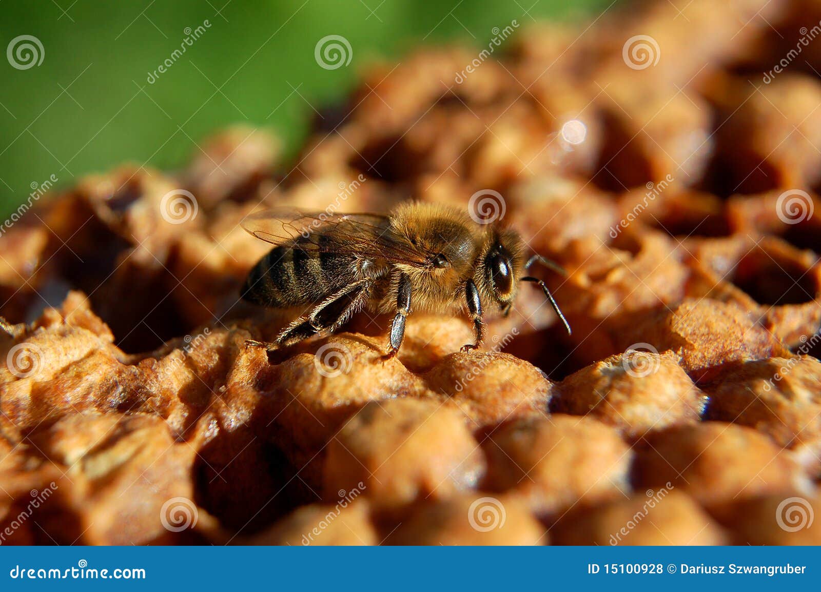 Bee on honeycomb stock photo. Image of brown, blue, animal - 15100928