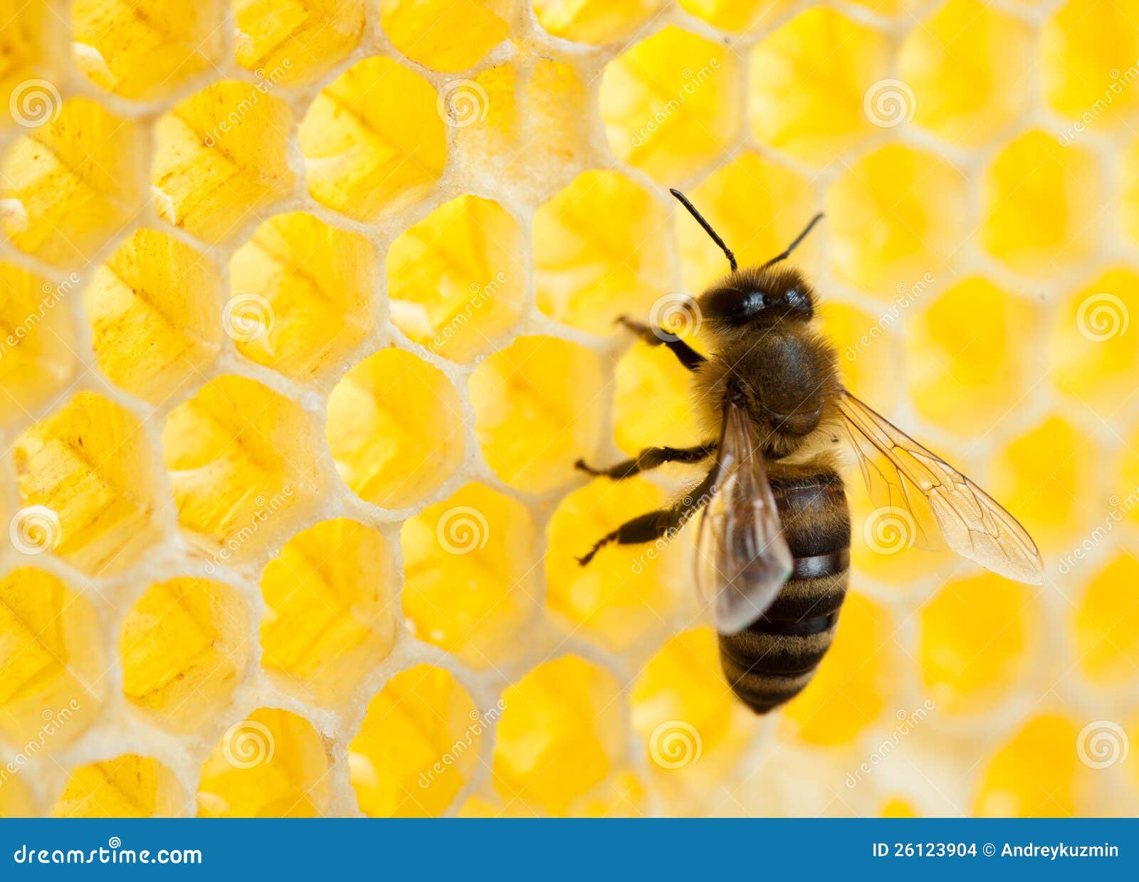 Bee in honeycomb stock photo. Image of wild, fresh, honeycomb - 26123904
