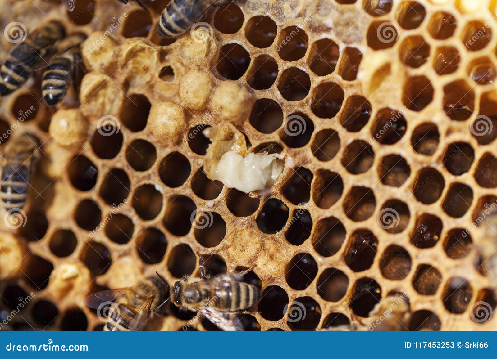 Bee in honeycomb stock image. Image of beehive, beeswax - 117453253