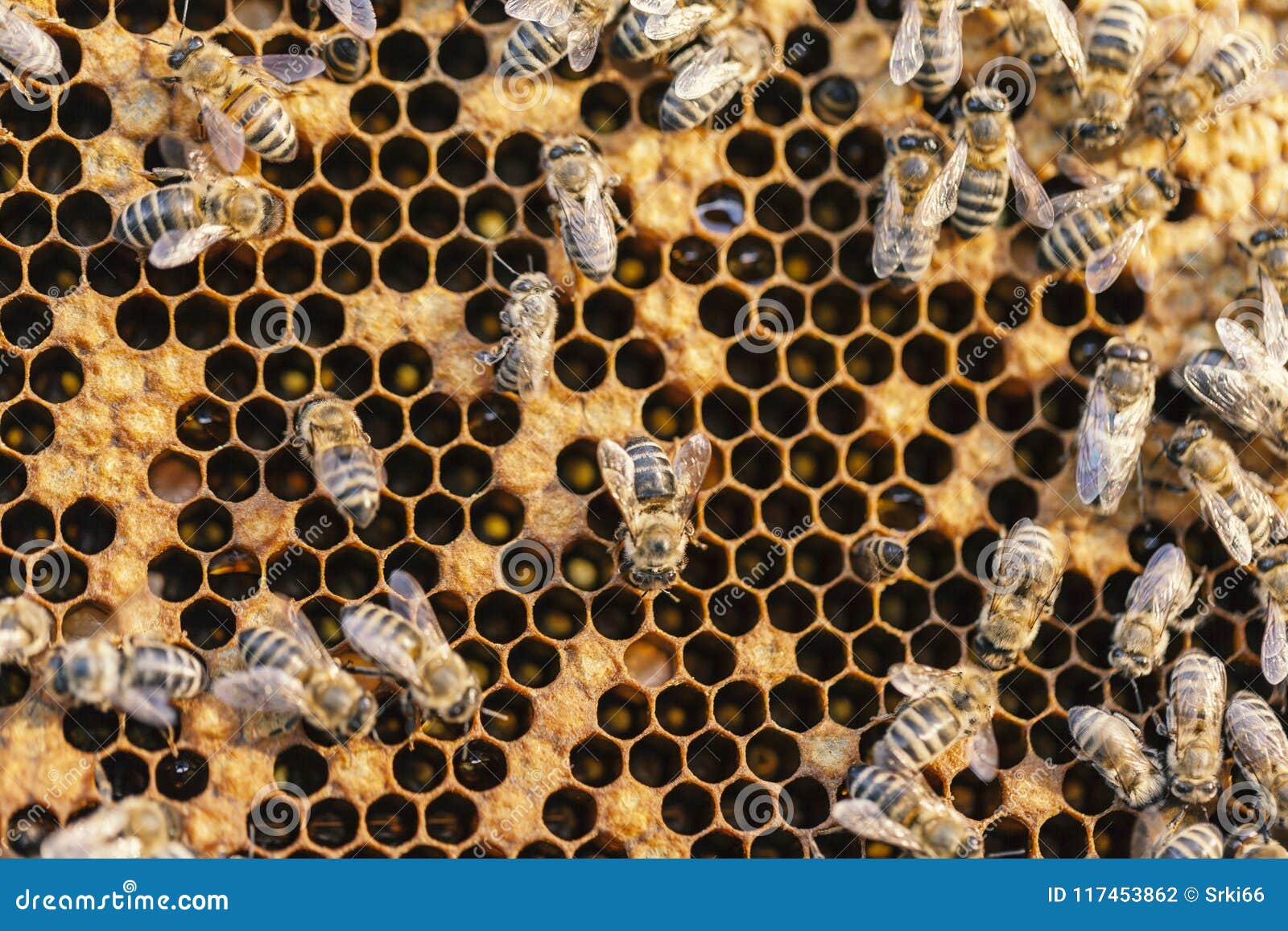 Bee in honeycomb stock photo. Image of close, gold, macro - 117453862