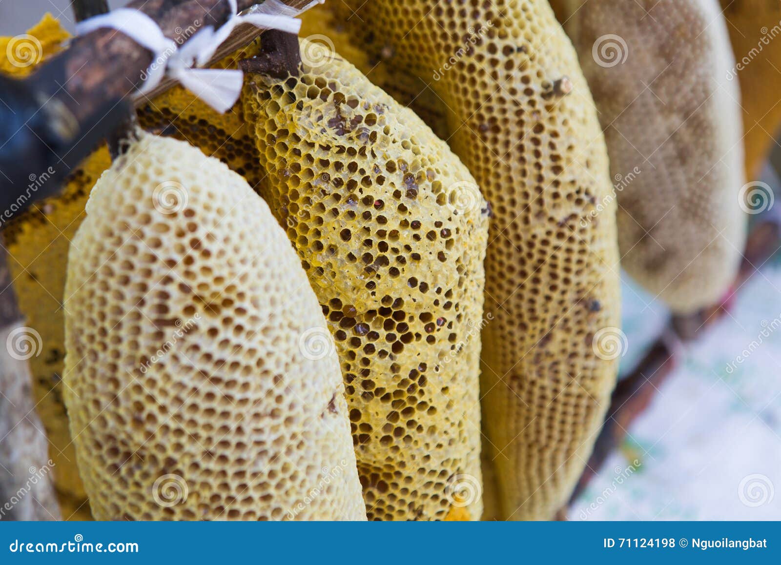 Bee on honeycomb stock photo. Image of agriculture, hive - 71124198