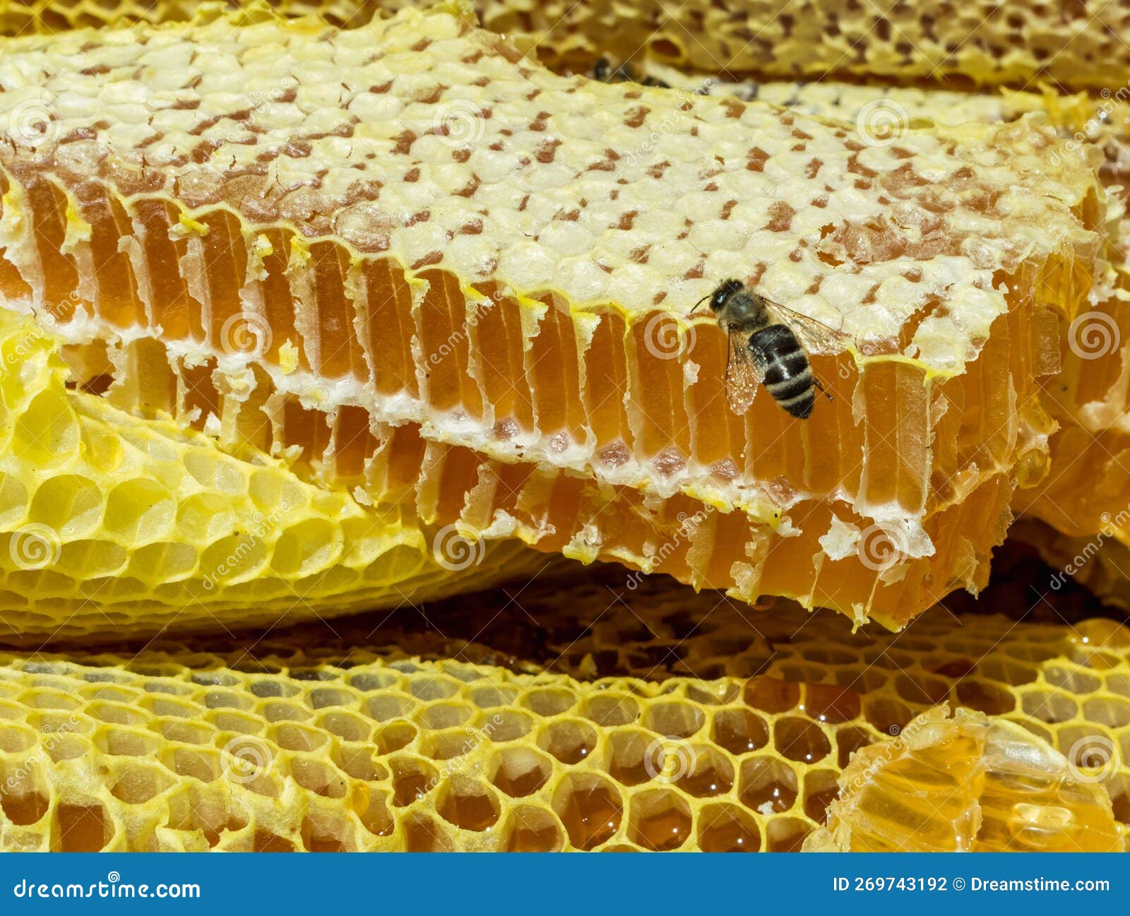 Bee on honeycomb stock photo. Image of fresh, natural - 269743192