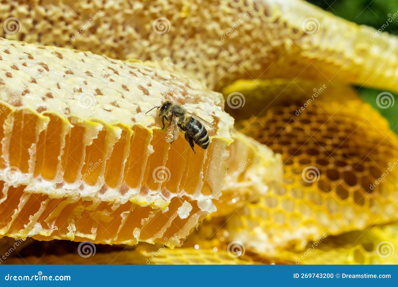 Bee on honeycomb stock photo. Image of natural, honeyed - 269743200