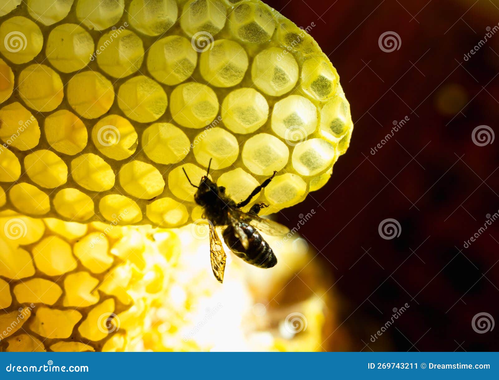 Bee on honeycomb stock image. Image of food, cell, beehive - 269743211