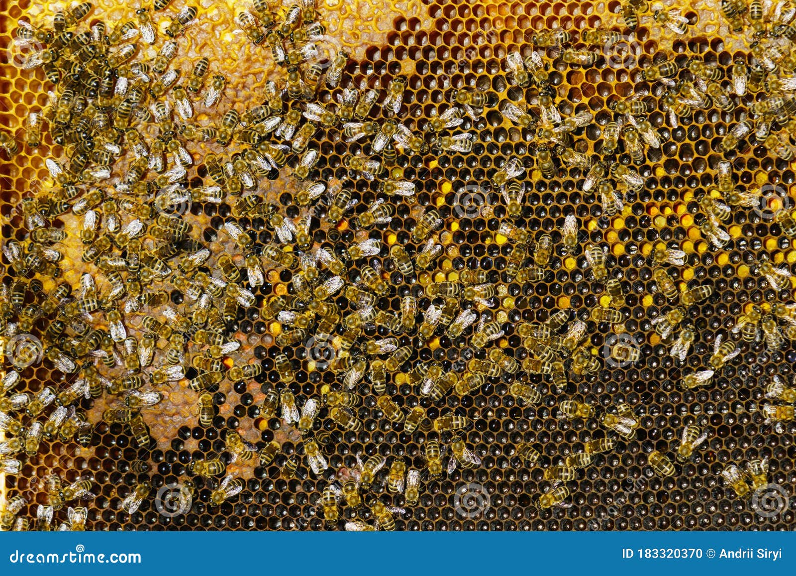 Bee Honeycomb Frame with Honey and Bees in the Apiary. Stock Photo ...