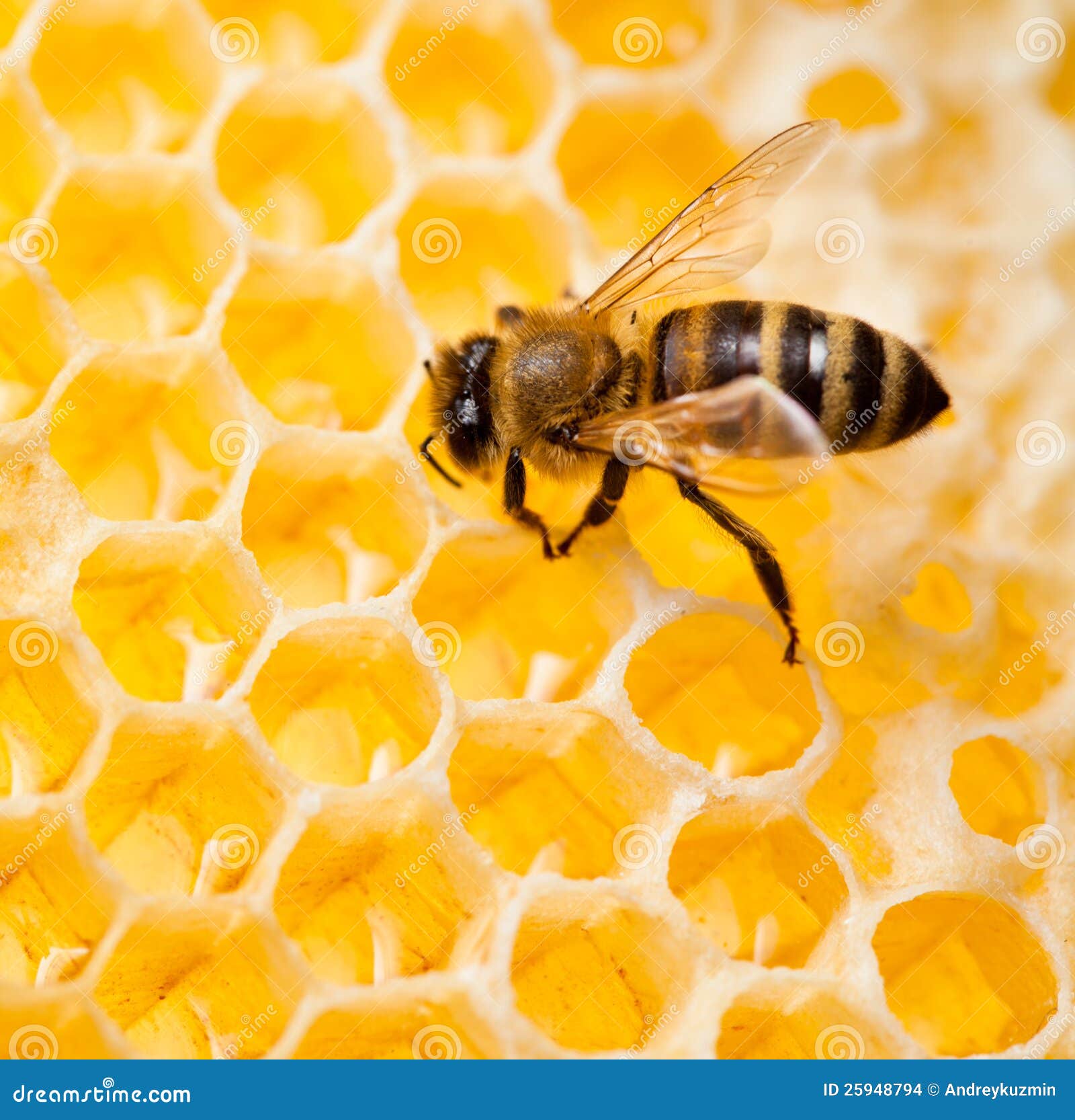 Bee in Honeycomb Macro Shot Stock Photo - Image of clear, insect: 25948794