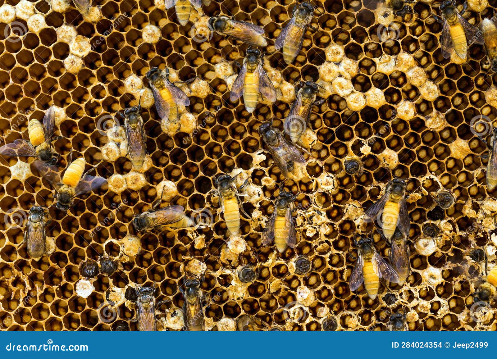 Bee and honeycomb pattern. stock photo. Image of beeswax - 284024354