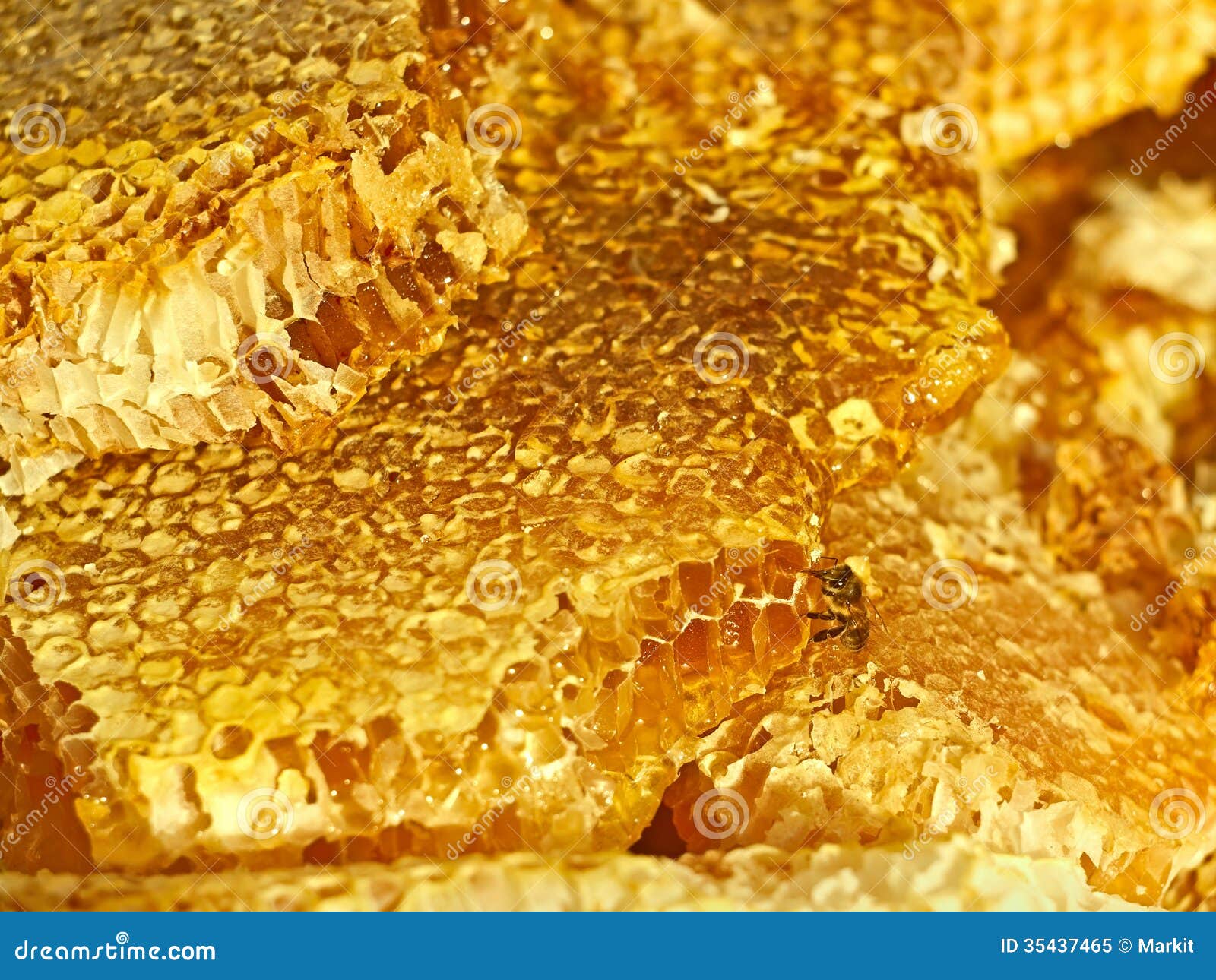 Bee on the Honeycomb Surface Stock Image - Image of macro, frame: 35437465
