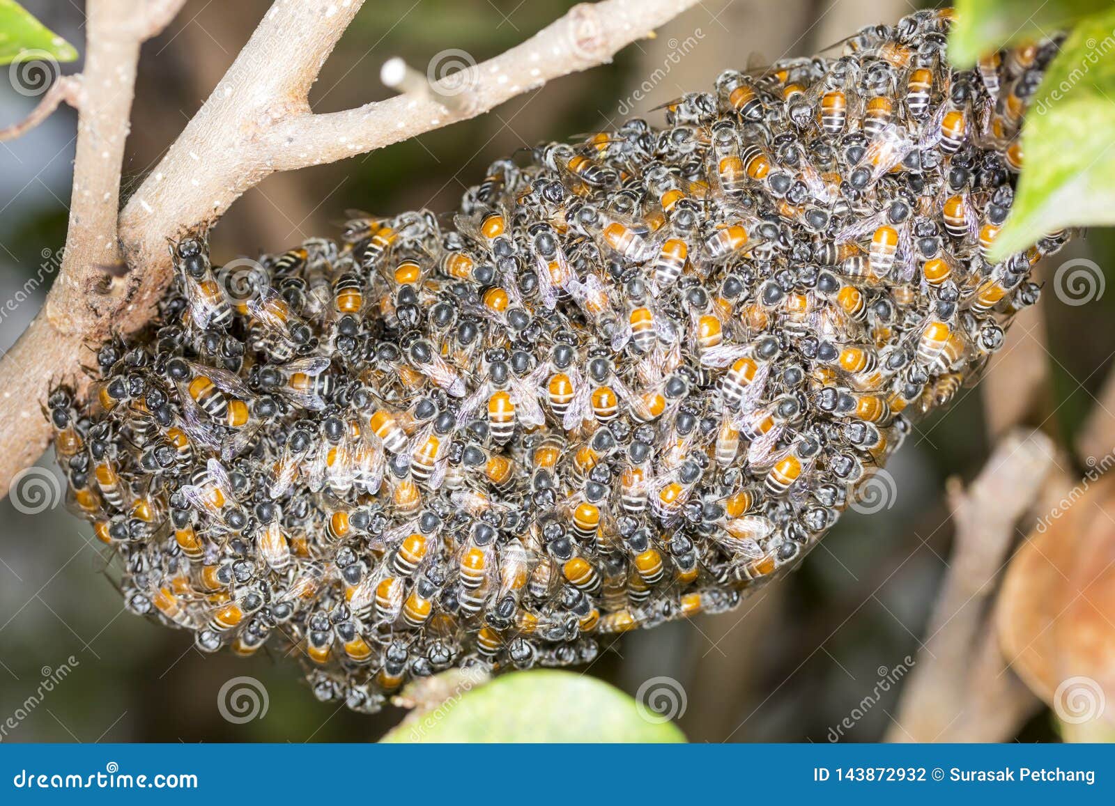 Bee and Honeycomb on the Tree Stock Photo - Image of beekeeping, green ...