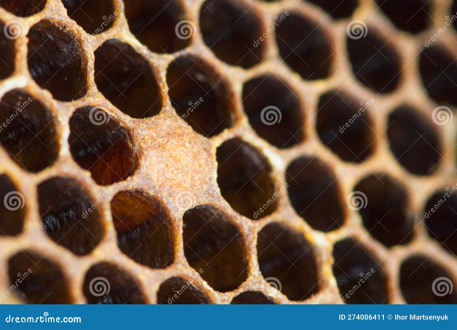 Bee Honeycombs Close-up. Bee Larva in the Hive Stock Image - Image of ...