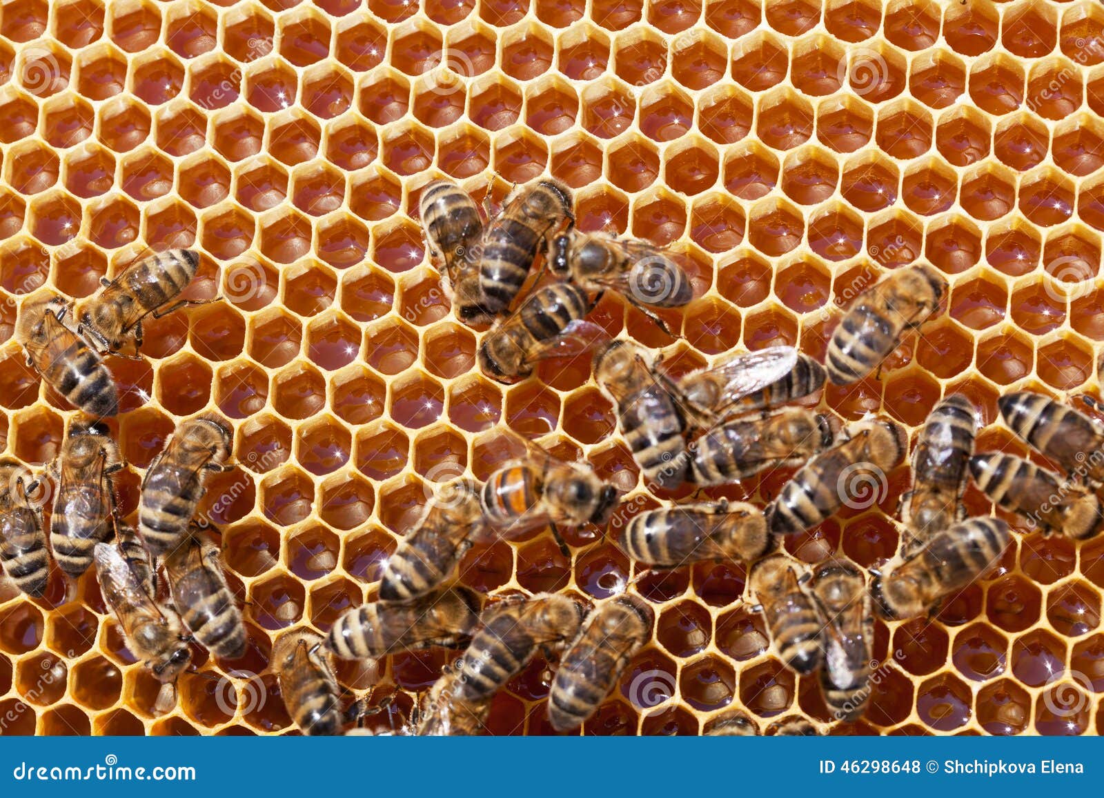 Bee honeycombs with honey stock photo. Image of beeswax - 46298648