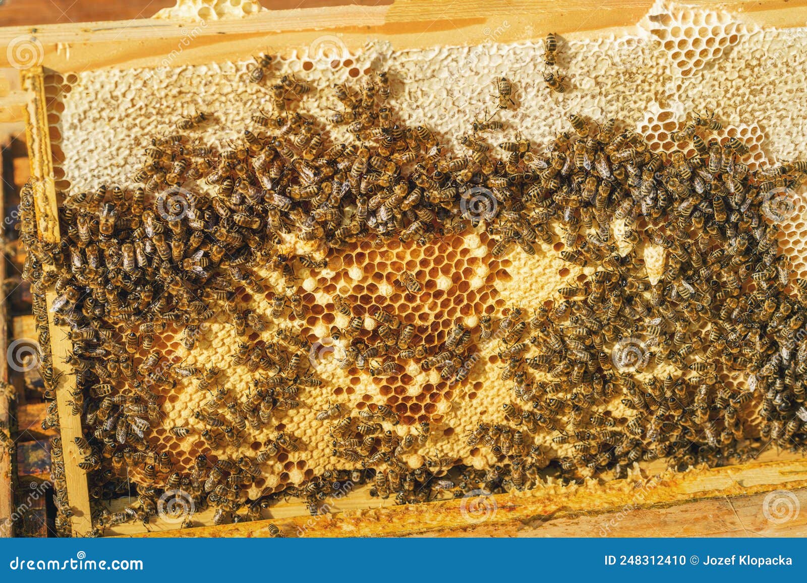 Bee Honeycombs with Honey and Bees. Apiculture. Stock Photo - Image of ...