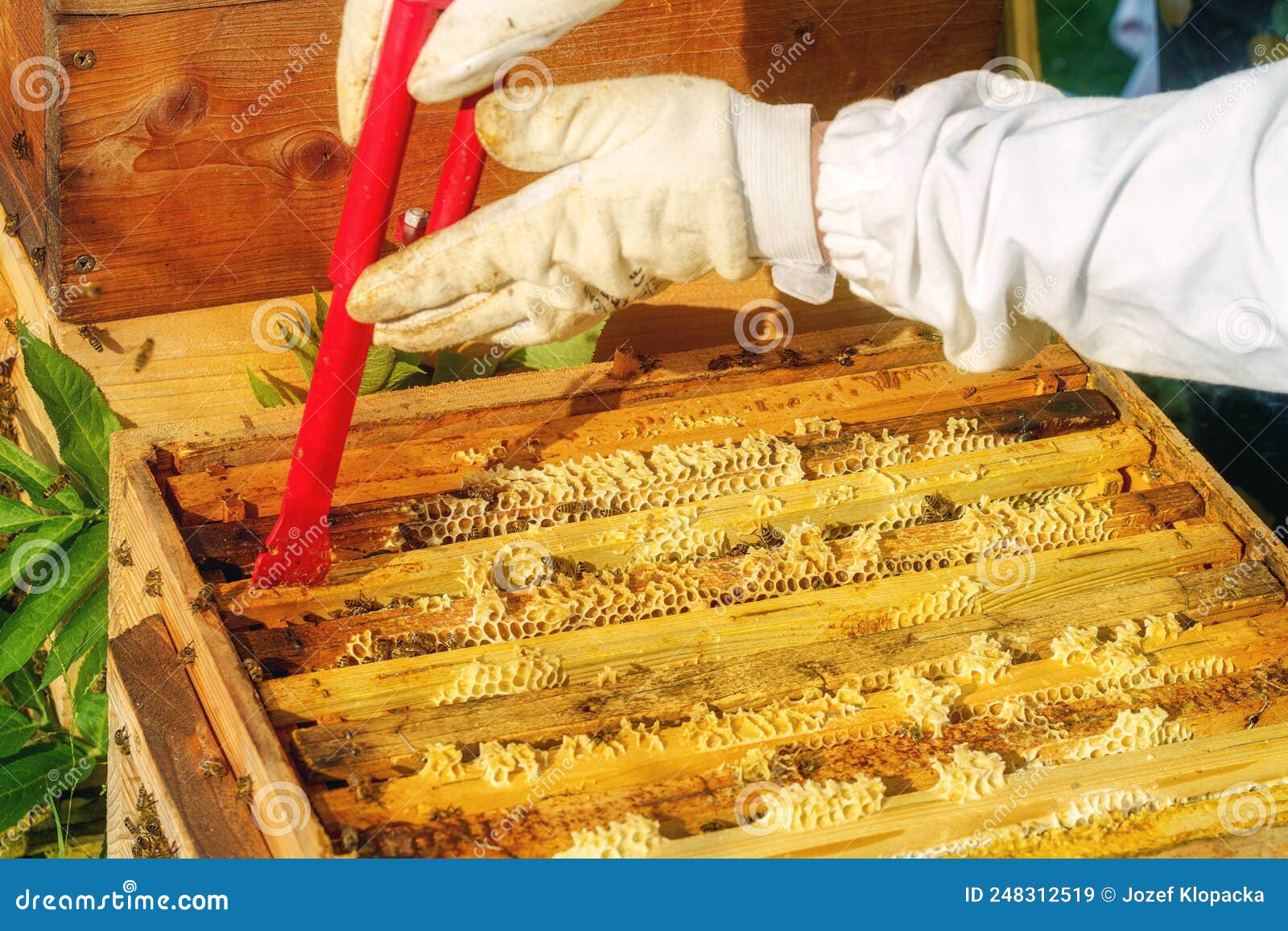 Bee Honeycombs with Honey and Bees. Apiculture. Stock Image - Image of ...