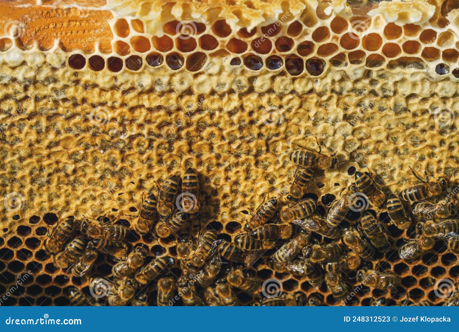 Bee Honeycombs with Honey and Bees. Apiculture. Stock Image - Image of ...