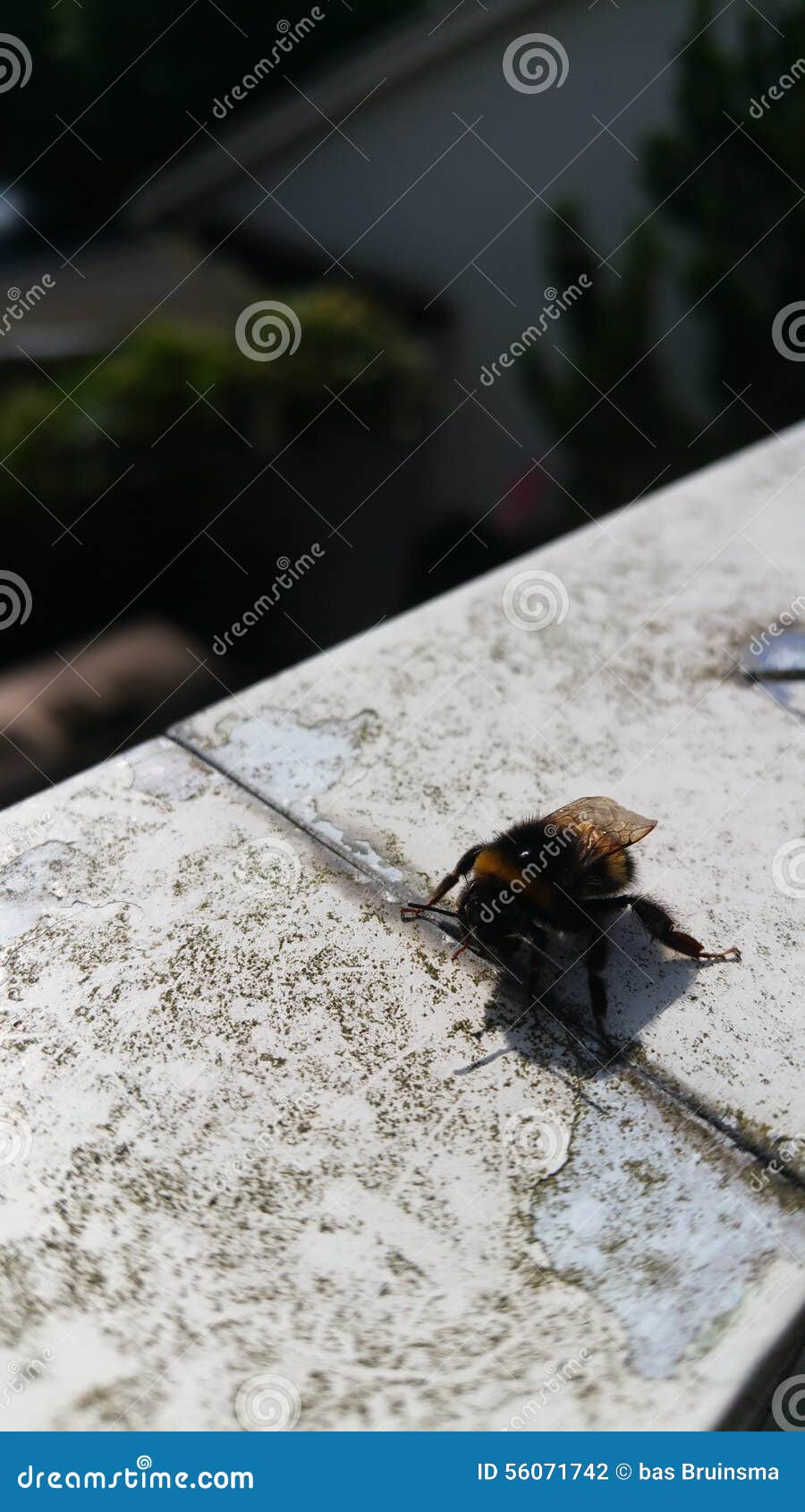 Bee honny holland sun stock photo. Image of summer, holland - 56071742