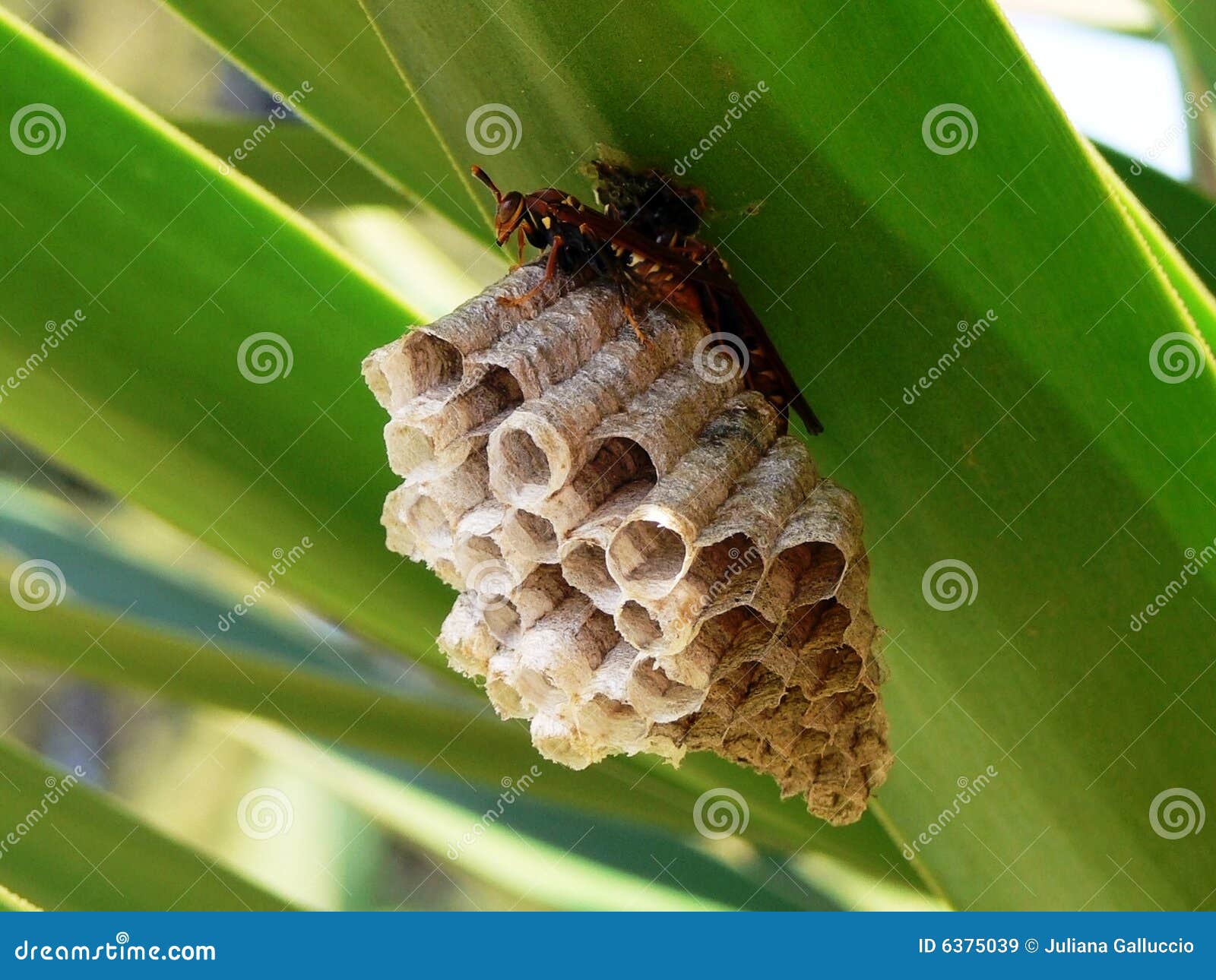 Bee house stock image. Image of honey, insect, animal - 6375039