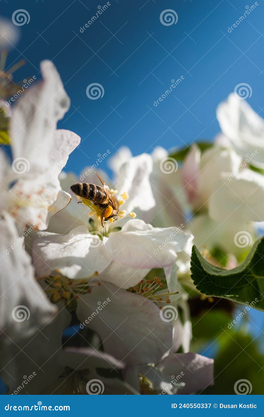 Bee Hovering Over the Flower Stock Image - Image of hairs, green: 240550337