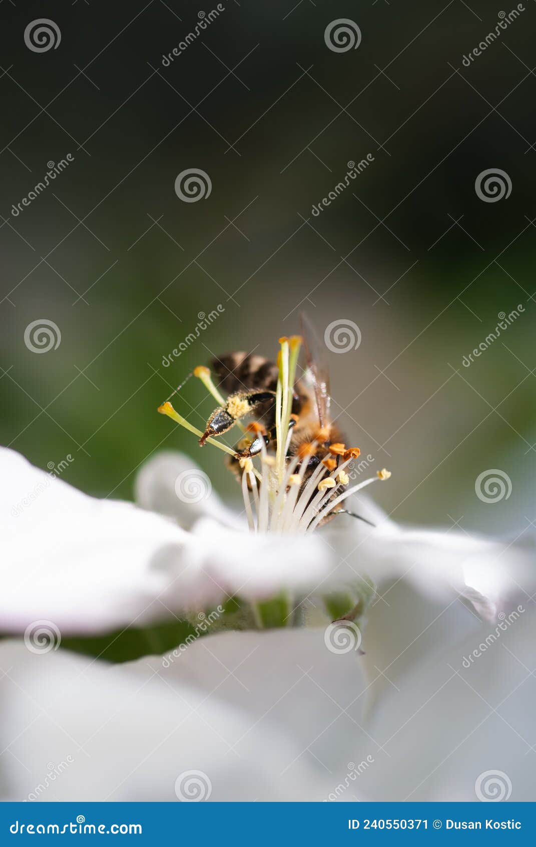 Bee Hovering Over the Flower Stock Image - Image of gathering, blossom ...