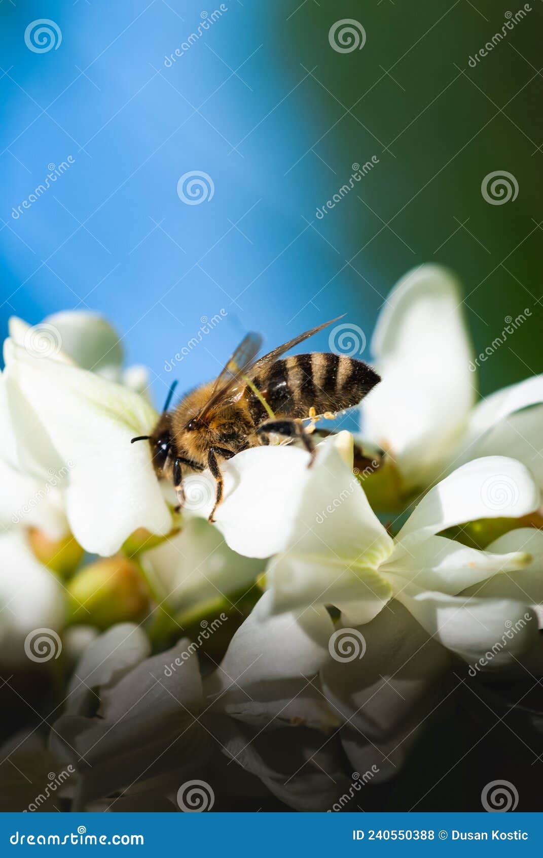 Bee Hovering Over the Flower Stock Photo - Image of plant, hairs: 240550388
