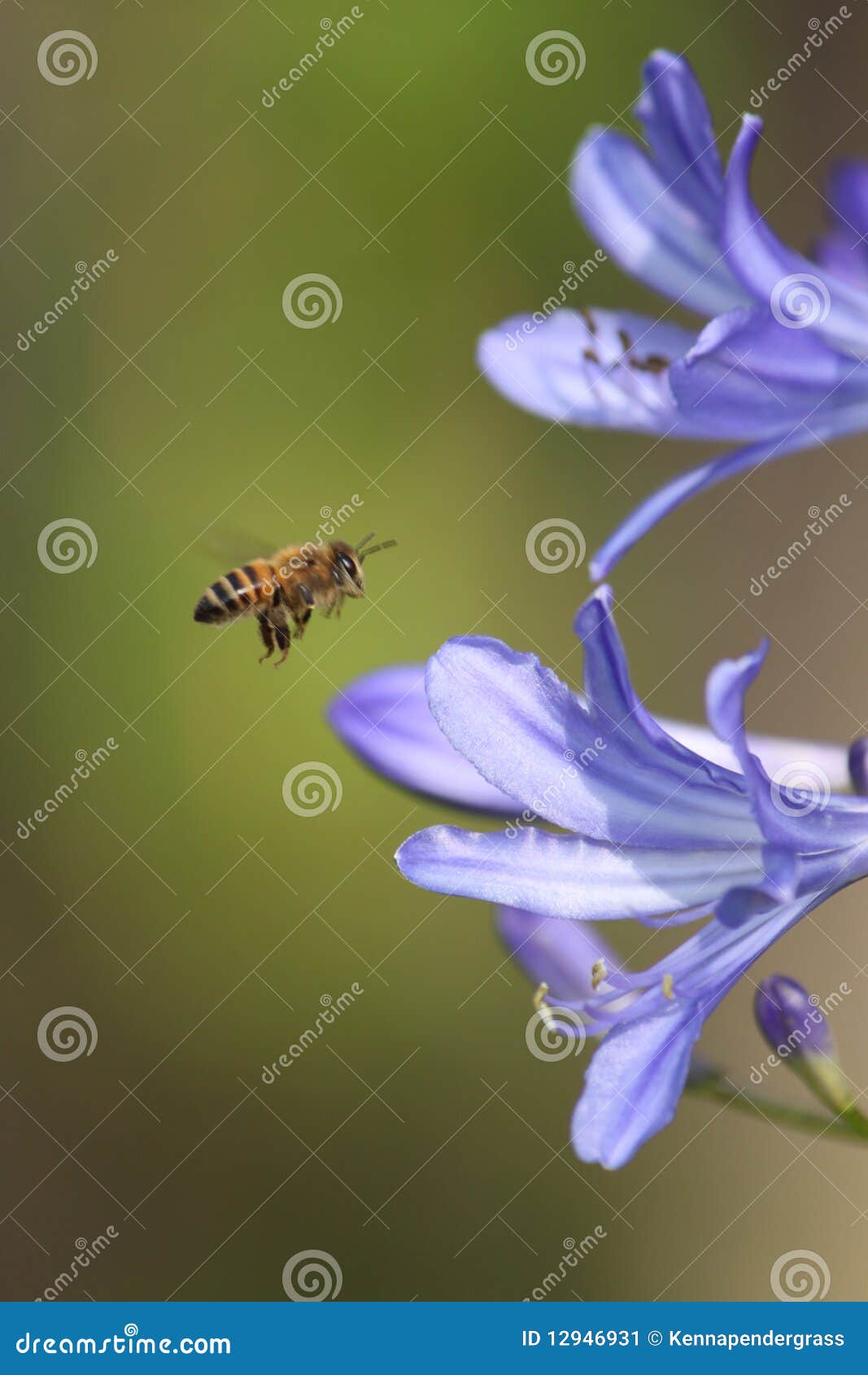 Bee hovering over flower stock image. Image of insect - 12946931