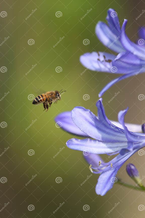 Bee hovering over flower stock image. Image of insect - 12946931