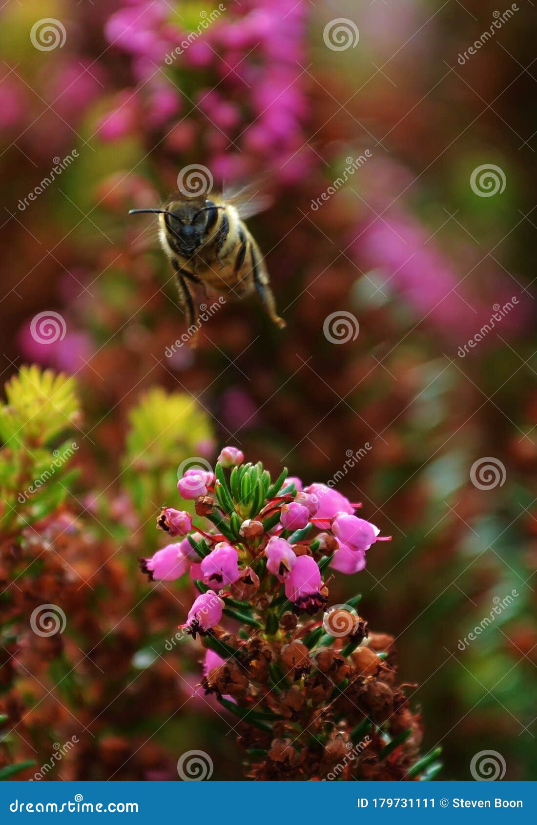 Bee hovering over a flower stock image. Image of branch - 179731111