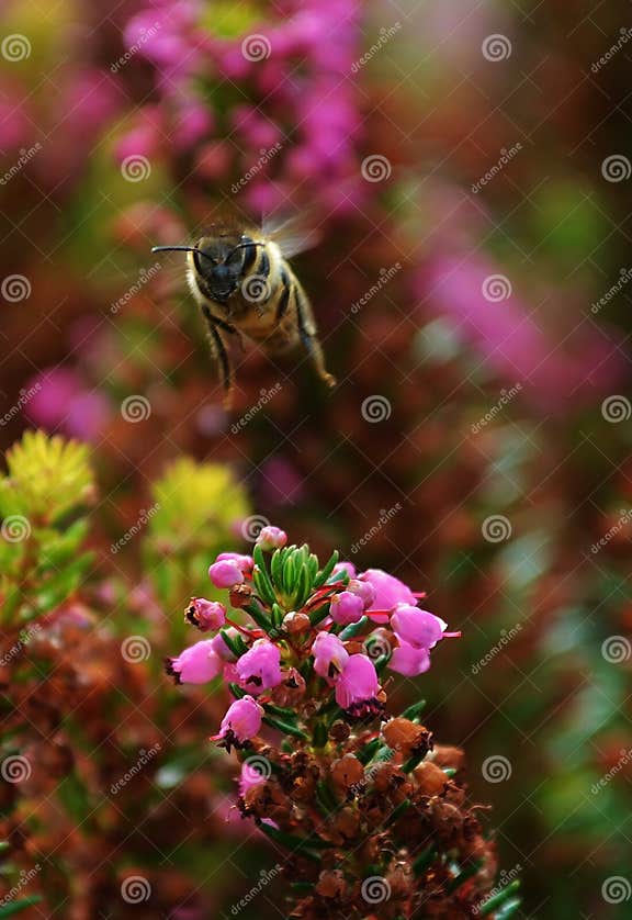 Bee hovering over a flower stock image. Image of branch - 179731111