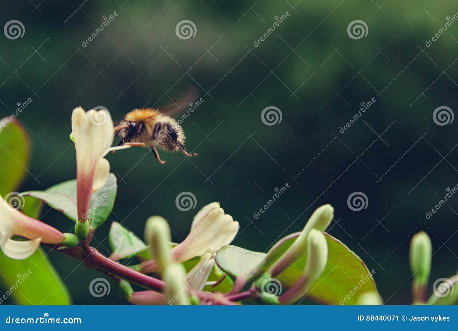 Bee hovering over flower stock image. Image of close - 88440071