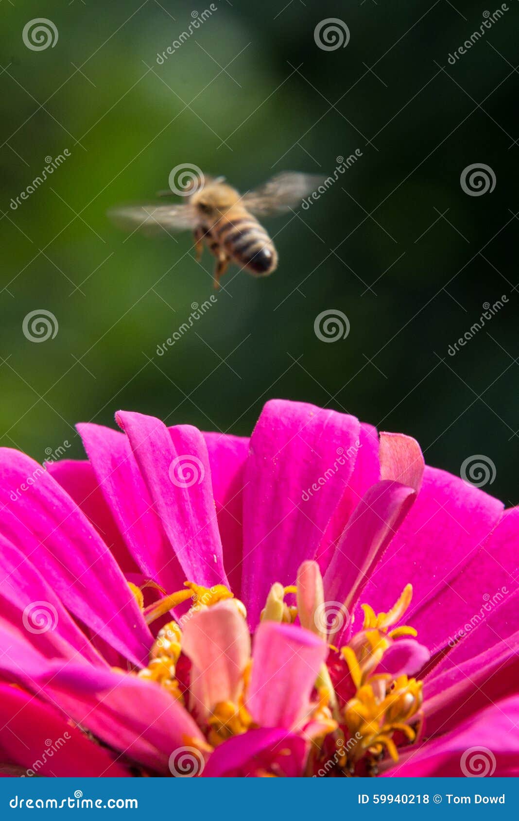 Bee Hovering Over Pink Flower Stock Photo - Image of flying, honey ...