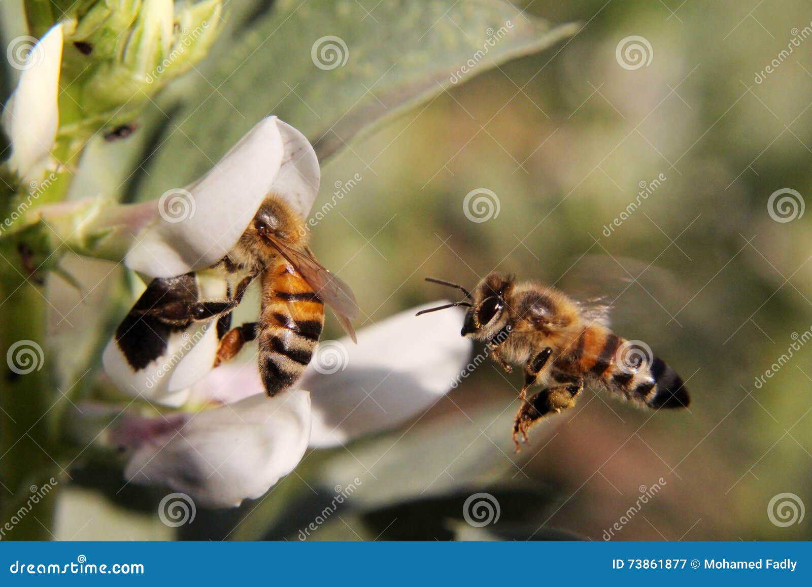 Bee Hovering Toward Another Bee Sucking Nectar Stock Image - Image of ...