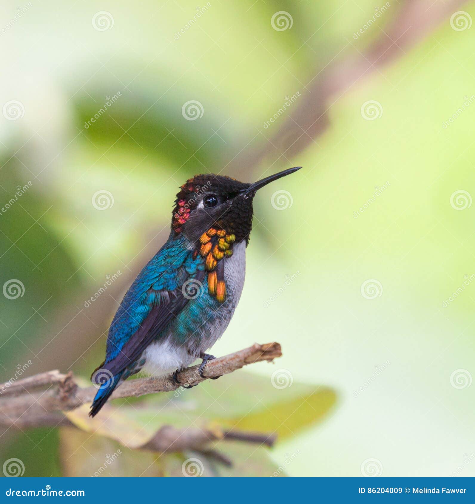 Bee Hummingbird stock image. Image of beautiful, world - 86204009
