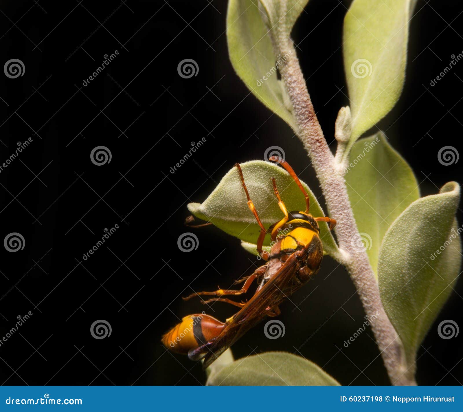 Bee stock photo. Image of mini, insect, animal, hunter - 60237198