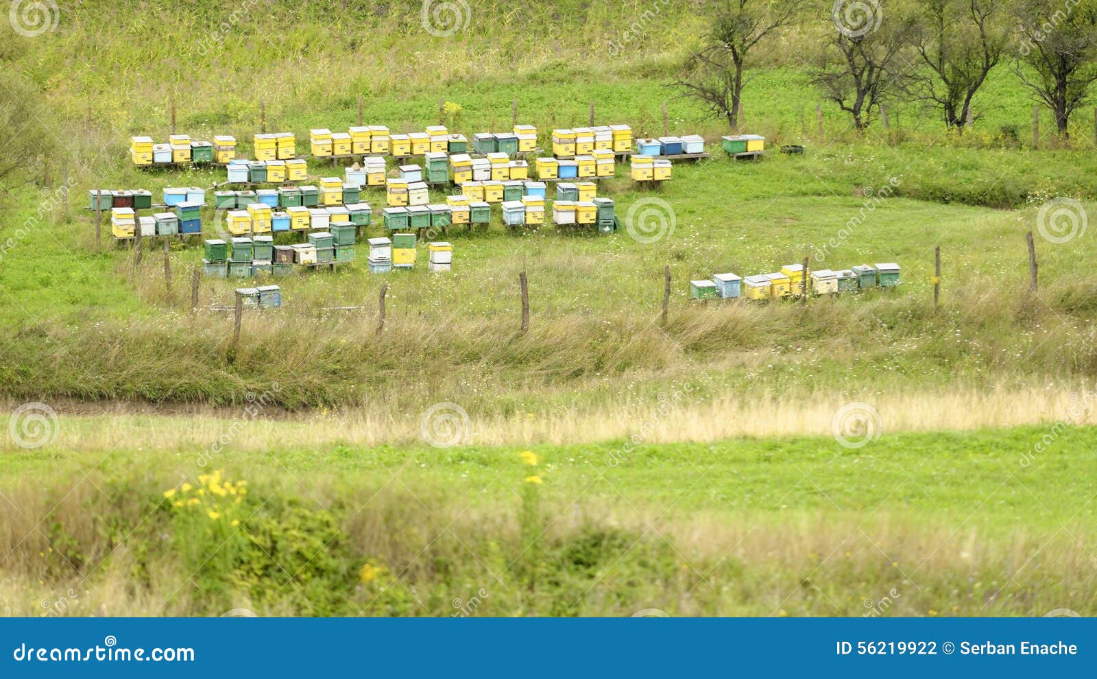 Bee huts in field stock photo. Image of hives, hive, field - 56219922