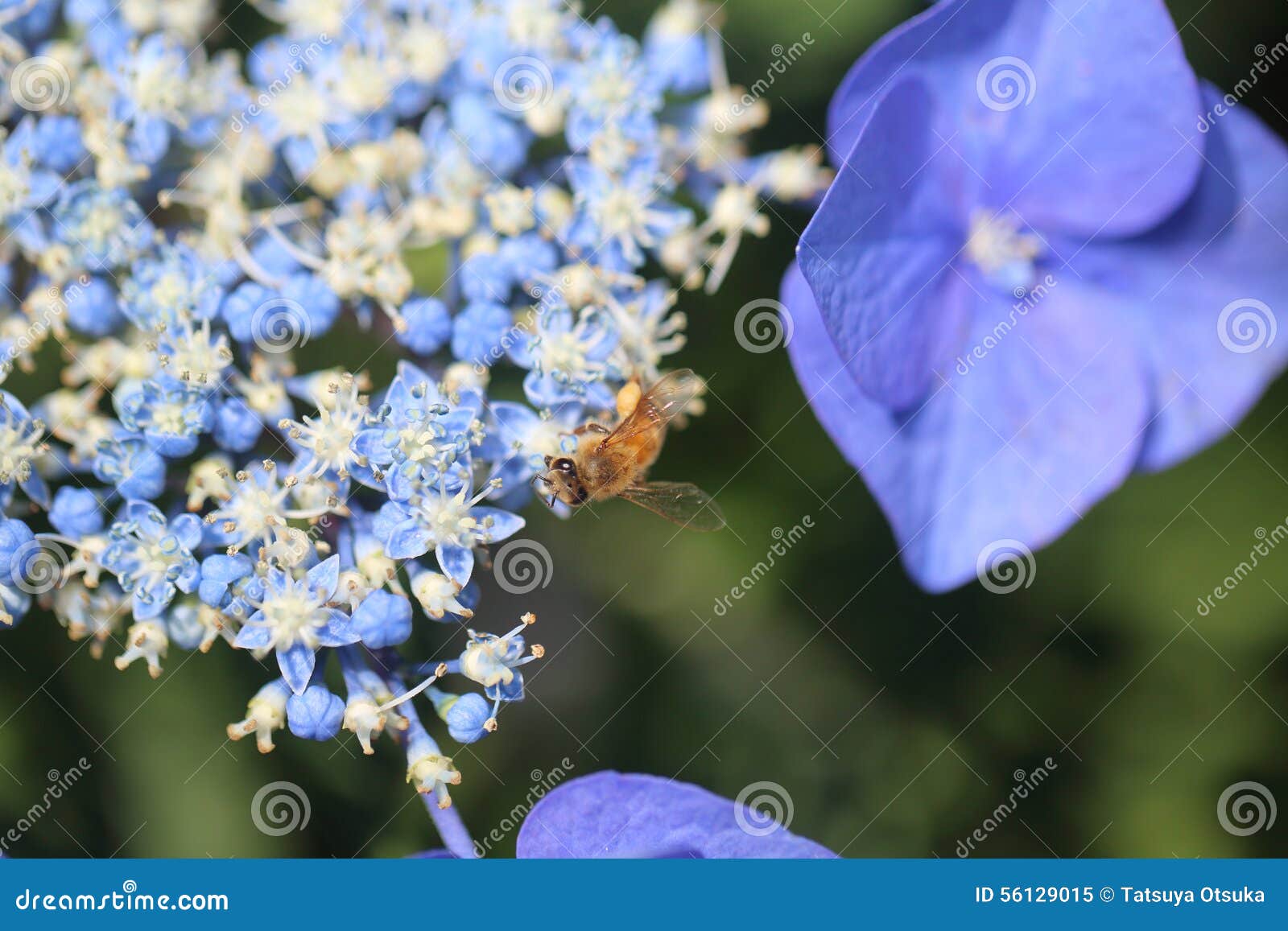 Bee on hydrangea stock image. Image of wildlife, macrophylla - 56129015
