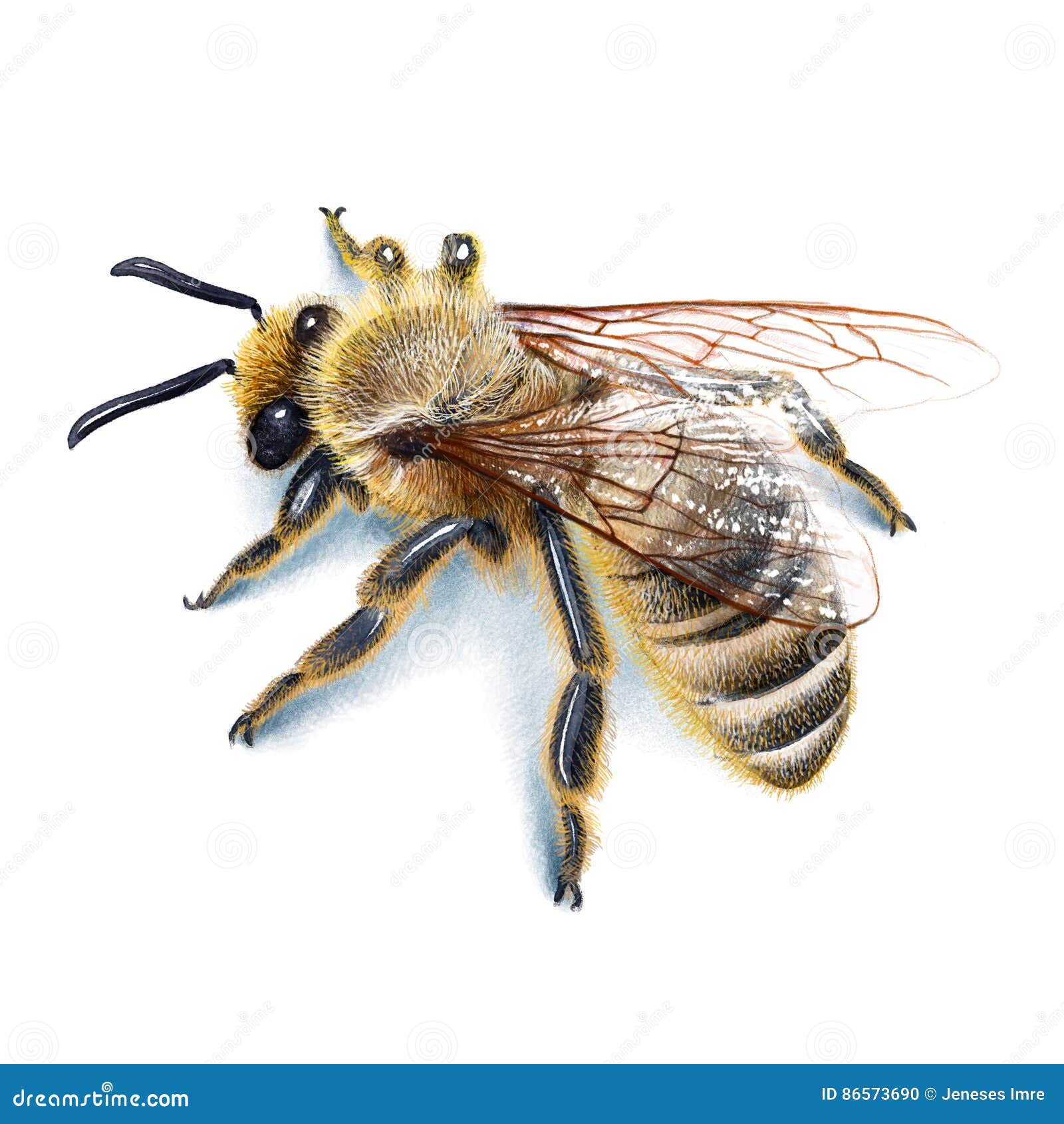 Bee Illustration, Watercolour, Drawing, Ink, Realistic Stock ...