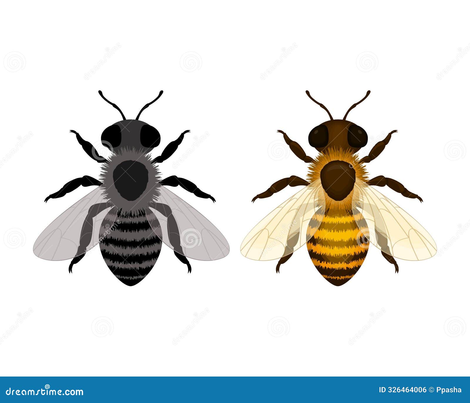 Bee. Image of a Bee, Top View. a Honey Insect. a Black and White and ...