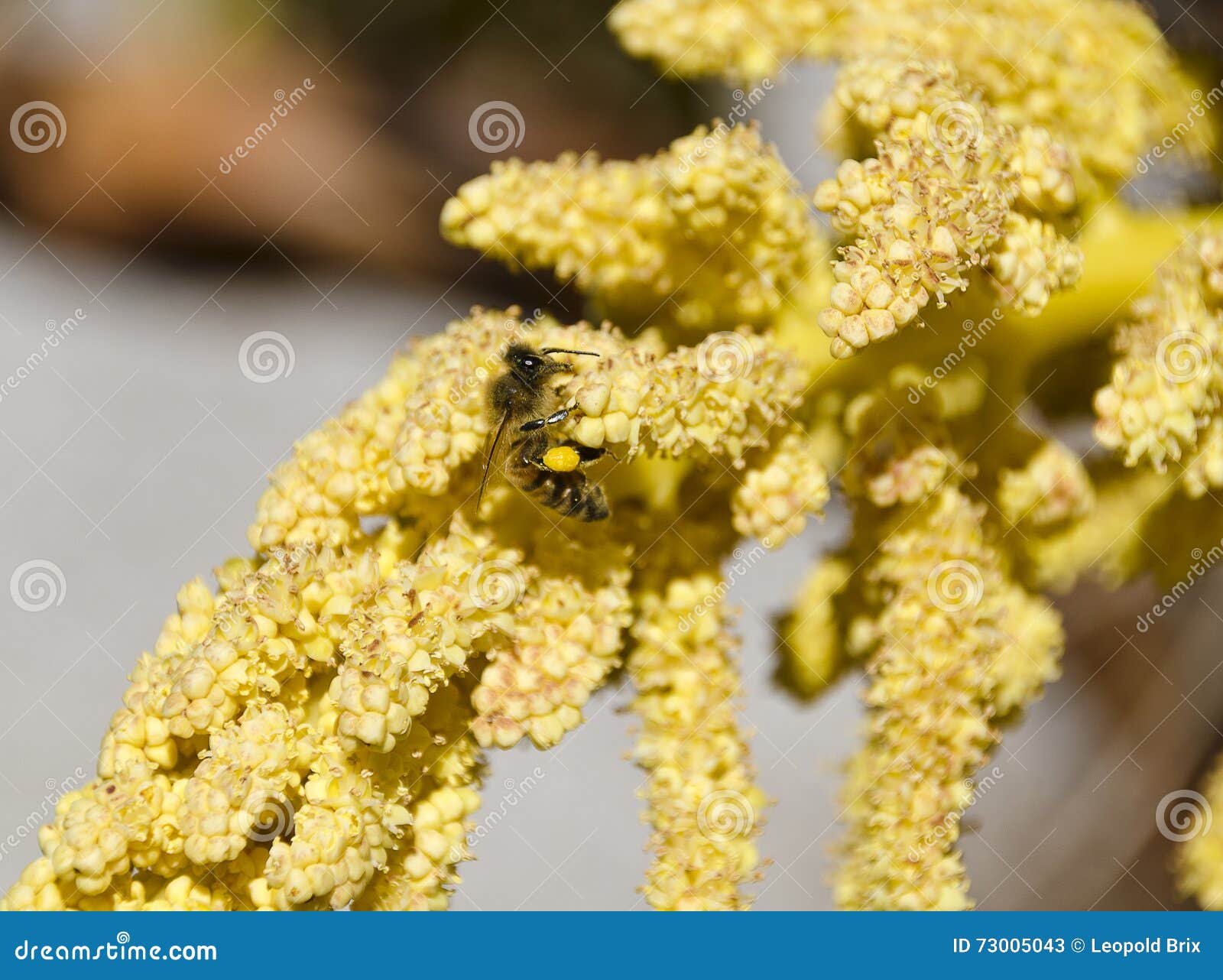 Bee at the Inflorescence of a Palm Tree Stock Image - Image of garden ...